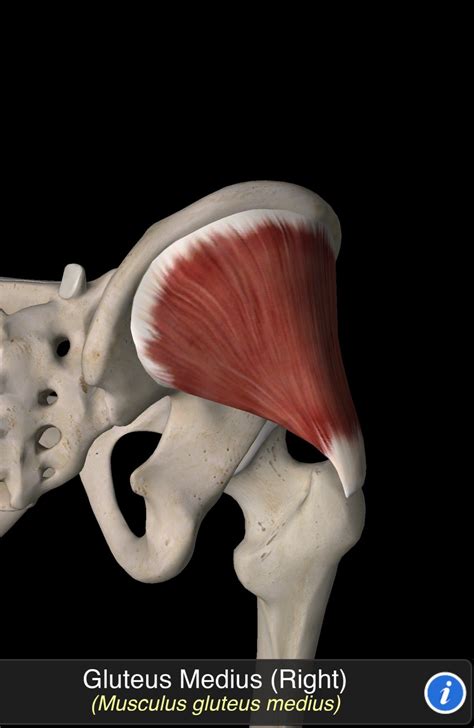 The Anatomy Of The Gluteus Medius Muscle Artofit