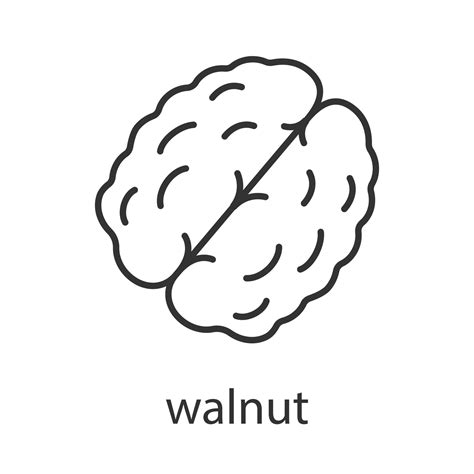 Walnut Linear Icon Thin Line Illustration Contour Symbol Vector
