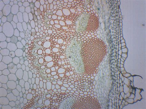 Collenchyma Under Microscope