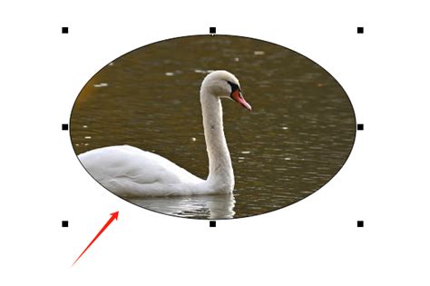 Coreldraw图片怎么转换成矢量图 Coreldraw矢量图怎么保持形状变细 Coreldraw中文网站