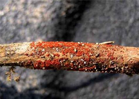 Red Crown Rot Reaches Illinois Soybean Fields Suspected In Other