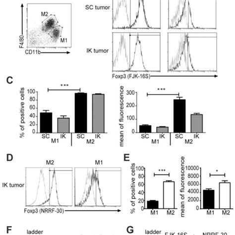 A Schematic Representation Of Foxp3 Protein With Different Known Download Scientific Diagram