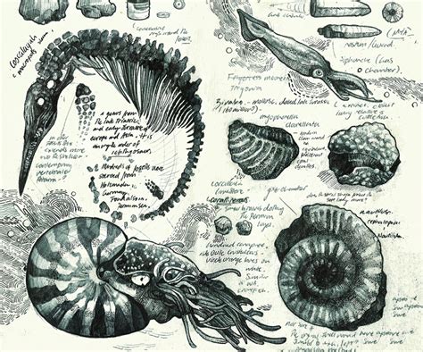 Fossil Field Sketches An Art Print By Marni Walker Inprnt