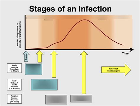 Lecture 2 Introduction To Immunology Diagram Quizlet