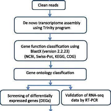 Shows A Flow Chart Of Steps Used To Assemble The Transcriptome From Download Scientific Diagram