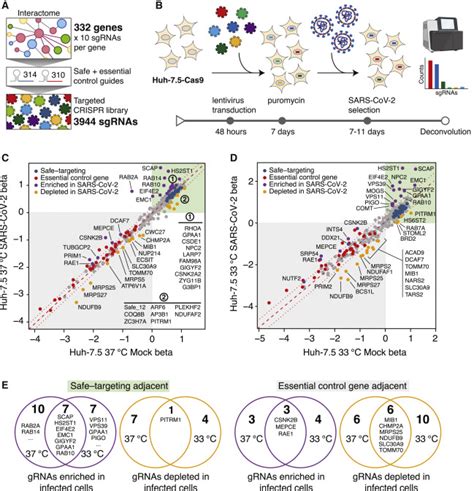 Functional Interrogation Of A Sars Cov 2 Host Protein Interactome