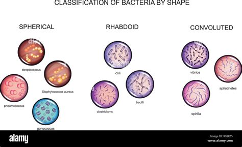 What Is Bacteria Classification With Pictures
