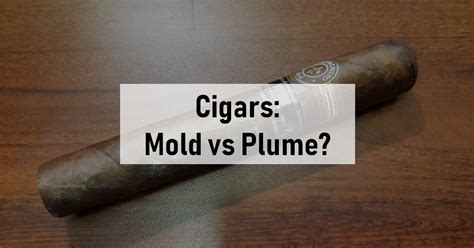 Cigar Mold Vs Plume How To Know Which Is Which