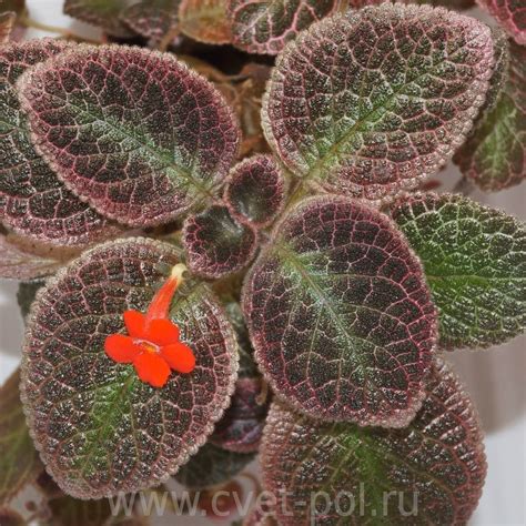 Комнатные растения с бархатными листьями 77 фото красивые картинки и Hd фото