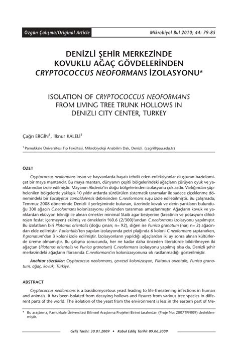 Pdf Isolation Of Cryptococcus Neoformans From Living Tree Trunk Hollows In Denizli City Center