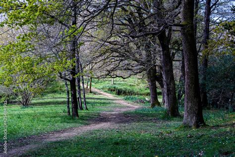 A Path Between Trees And Fields With Grass Going Forward Turns Left And Disappears Behind The
