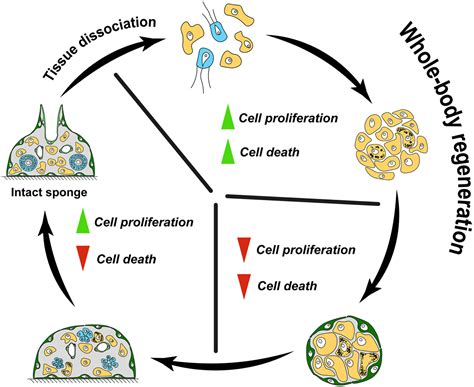 Cell Proliferation And Cell Death During Whole‐body Regeneration In The Demosponge Halisarca