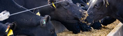 Why Maize Silage Pioneer