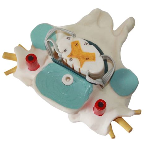Buy Fhuili Spinal Nerve Model D Cervical Spinal Cord And Spinal Nerve Model Medical