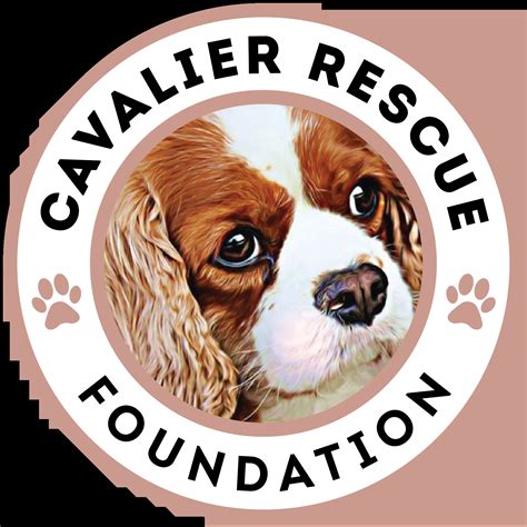 King Charles Rescue Franklin In Mid South Cavalier Rescue Trust
