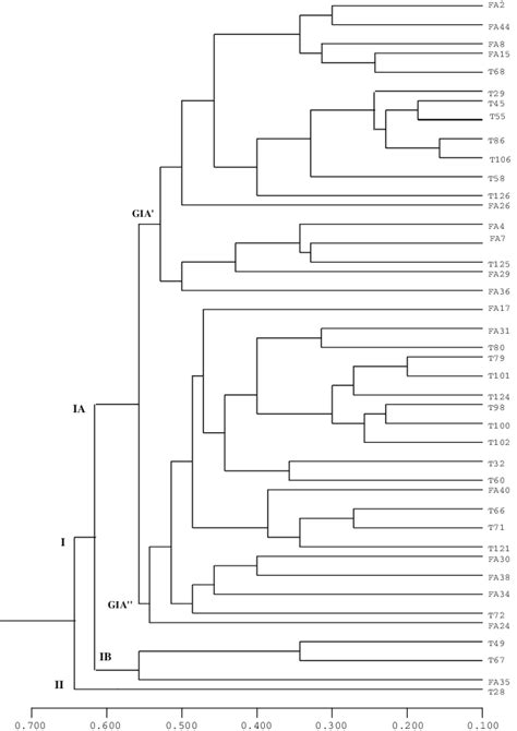 dendrogram from upgma analysis using the ntsys pc software based on
