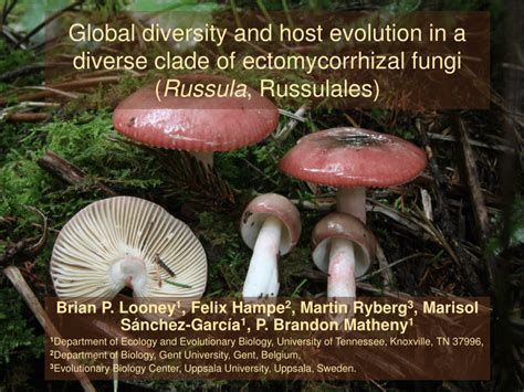 Pdf Global Diversity And Host Evolution In A Diverse Clade Of Ectomycorrhizal Fungi Russula
