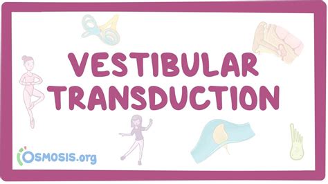 Transducción Vestibular Vídeo Anatomía And Definición Osmosis
