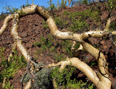 Drystonegarden Blog Archive Baja Multitrunks