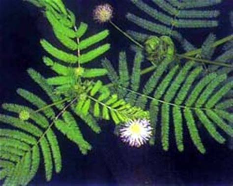 Illinois Bundleflower