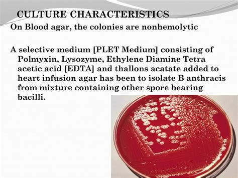 Bacillus Anthracis Anthrax Pdf