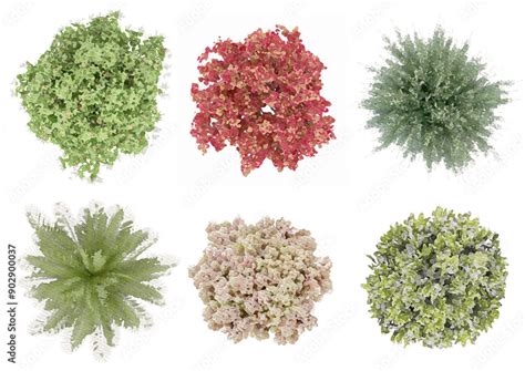 Collection Of Tree Plan Tree Top View With Transparent Background Set Of Tree Plan Photoshop