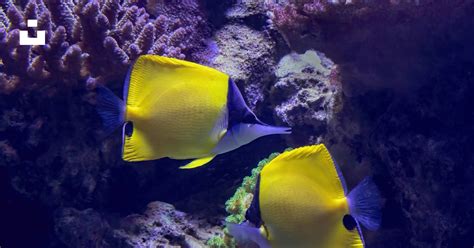 산호초에 있는 두 마리의 노란색과 파란색 물고기 사진 Unsplash의 무료 케언즈 아쿠아리움 이미지
