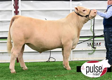 San Antonio Stock Show Market Steers Aoc Class 1 The Pulse