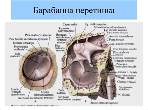 Будова вуха слухового та стато кінетичного аналізаторів презентация
