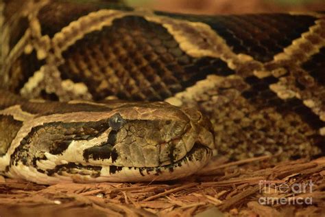 Dangerous Burmese Python Snake With A Patterned Skin Photograph By DejaVu Designs Fine Art America
