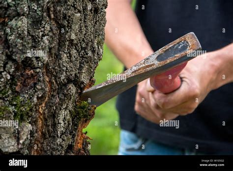 Woodcutter Man Chopping A Tree In The Forest With An Axe Illegal Logging Environmental Problem