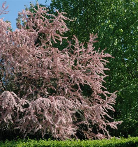 Tamarisk Spring Buy Tamarisk Spring Tamarix Tetrandra Africana