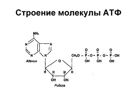 Конспект урока "Нуклеиновые кислоты.АТФ"