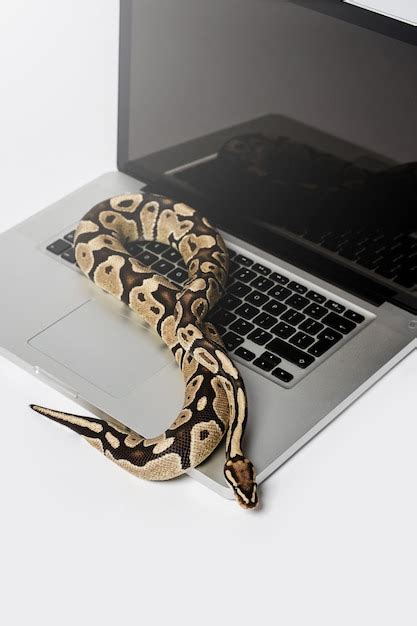 Premium Photo Real Python Snake And Laptop Computer Concept Of Using Highlevel Programming