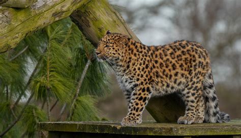 The Amur Leopard Urgent Action For Its Survival
