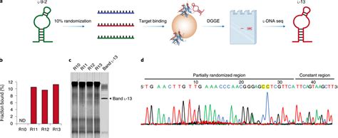 Secondary Selection And Optimization Of L Dna Aptamers From A Partially Download Scientific