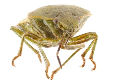 Stink Bug Side View Classroom Clip Art