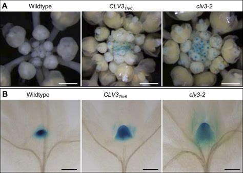 Antagonistic Peptide Technology For Functional Dissection Of Clv3 Esr Genes In Arabidopsis Pmc