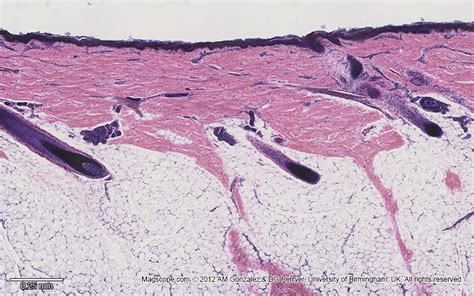 Histology Slide Download