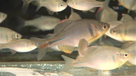 다큐 한국 토종물고기의 다양성 인스티즈instiz 이슈 카테고리