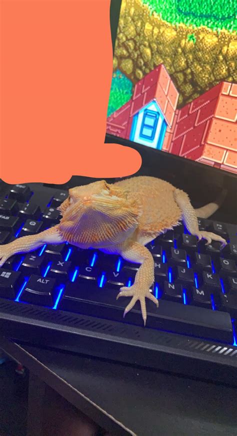 I Was Just Trying To Play Stardew Valley 😂 R Beardeddragons