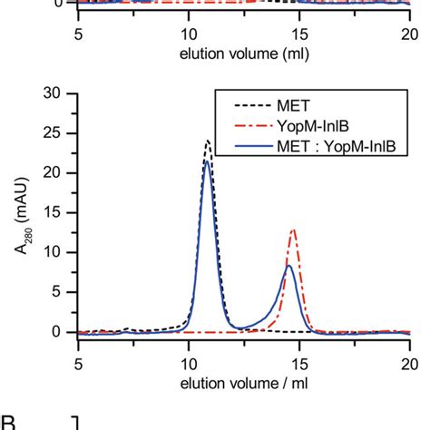 Elution Volume From Gel Filtration And Calculated Molecular Mass