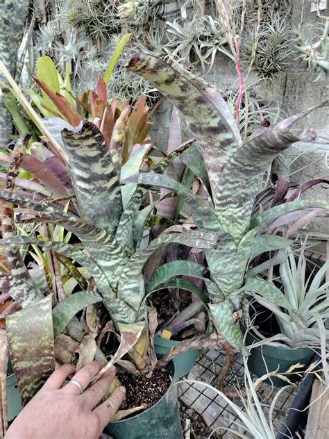 Canistrum Fosterianum Andys Bromeliads