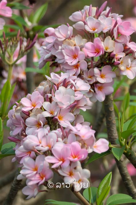 ລາວ ไทย ດອກຈໍາປາ ຫຼາກສີ 😍😍😍 ທ່ານມັກສີໃດ ເປັນພິເສດບໍ່