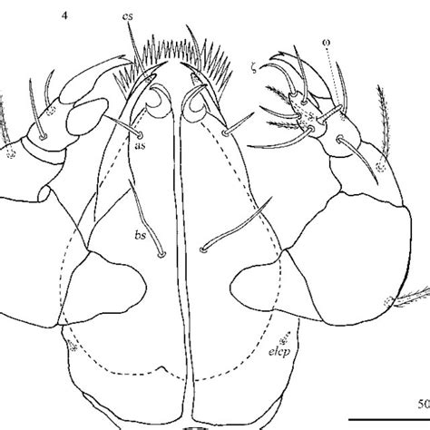 Caeculisoma Semispinus Sp Nov Larva Scutum Download Scientific Diagram