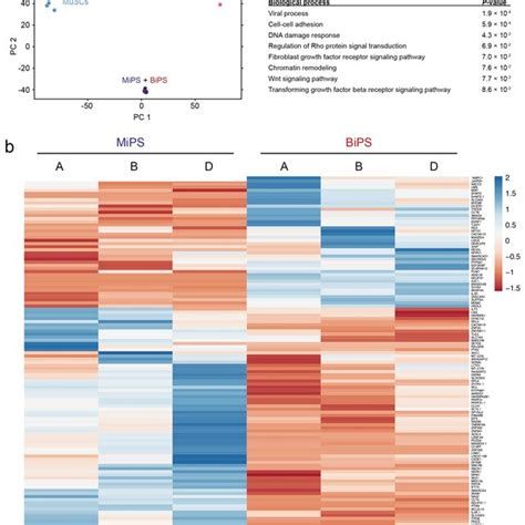 Global Transcriptomic Analysis Comparing Mips And Bips A Principal