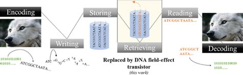 Structure And Characterization Of The Dna Fet A Structure Of Dna Fet
