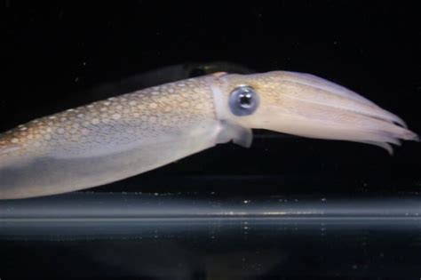 Squid Chromatophores