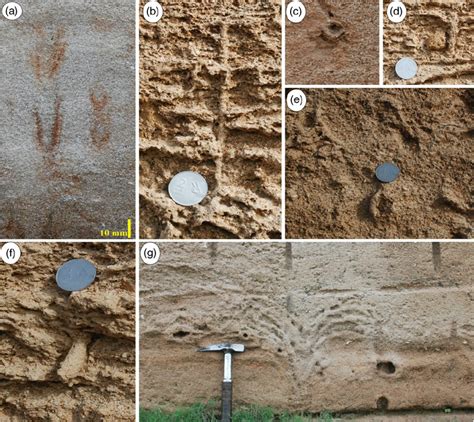 Trace Fossils Of Okha Shell Limestone Coin Diameter 2 4 Cm A Download Scientific