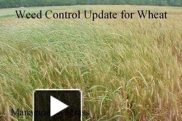 Weed Control Update For Wheat Presentation Free To Download
